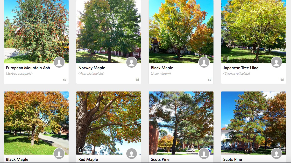 Why Manor Park should care about trees - Manor Park Chronicle