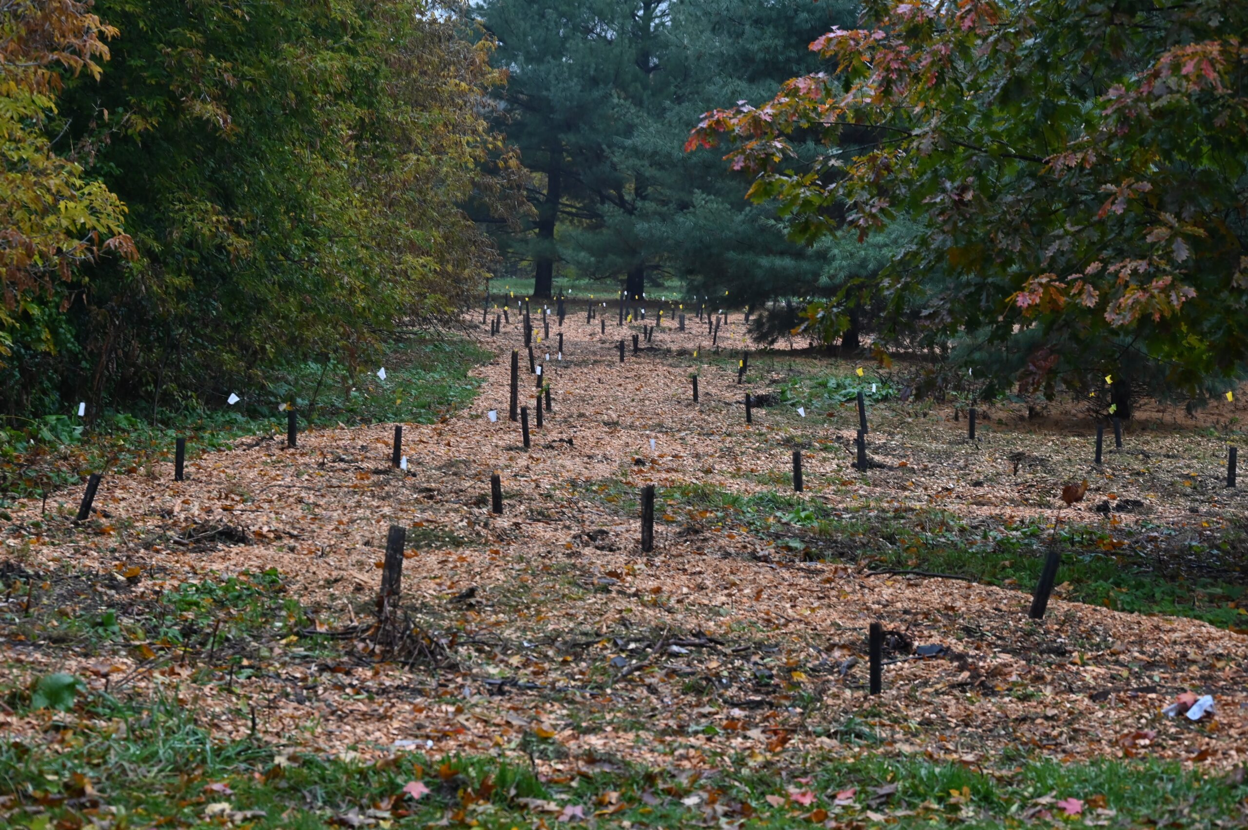 Forêt Capitale Forest applies stewardship philosophy to tree-planting ...