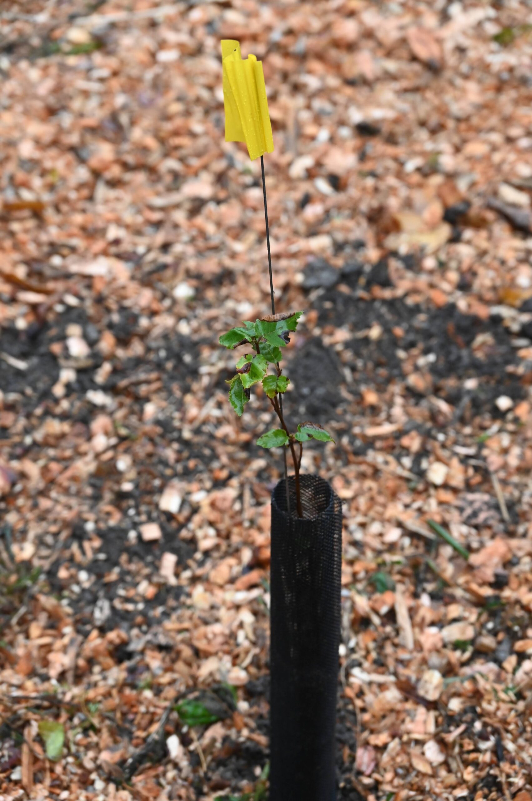 Forêt Capitale Forest applies stewardship philosophy to tree-planting ...