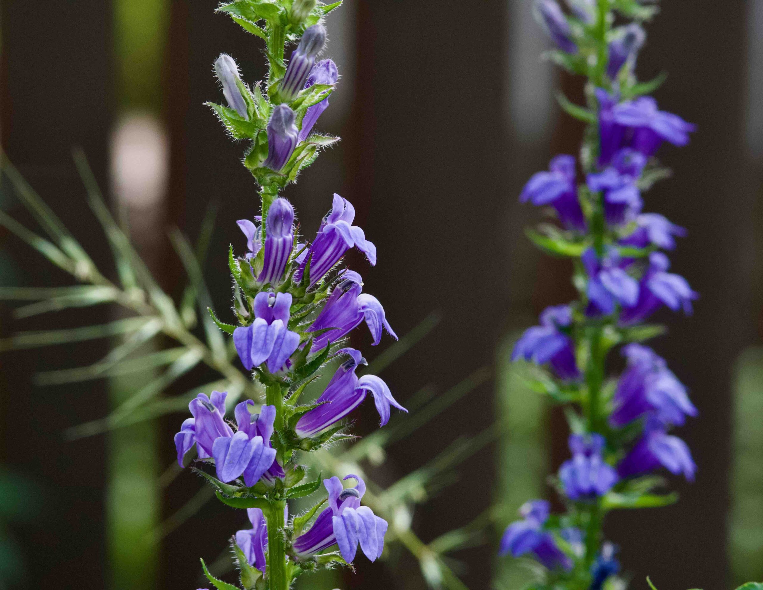 invasive plant species harm biodiversity