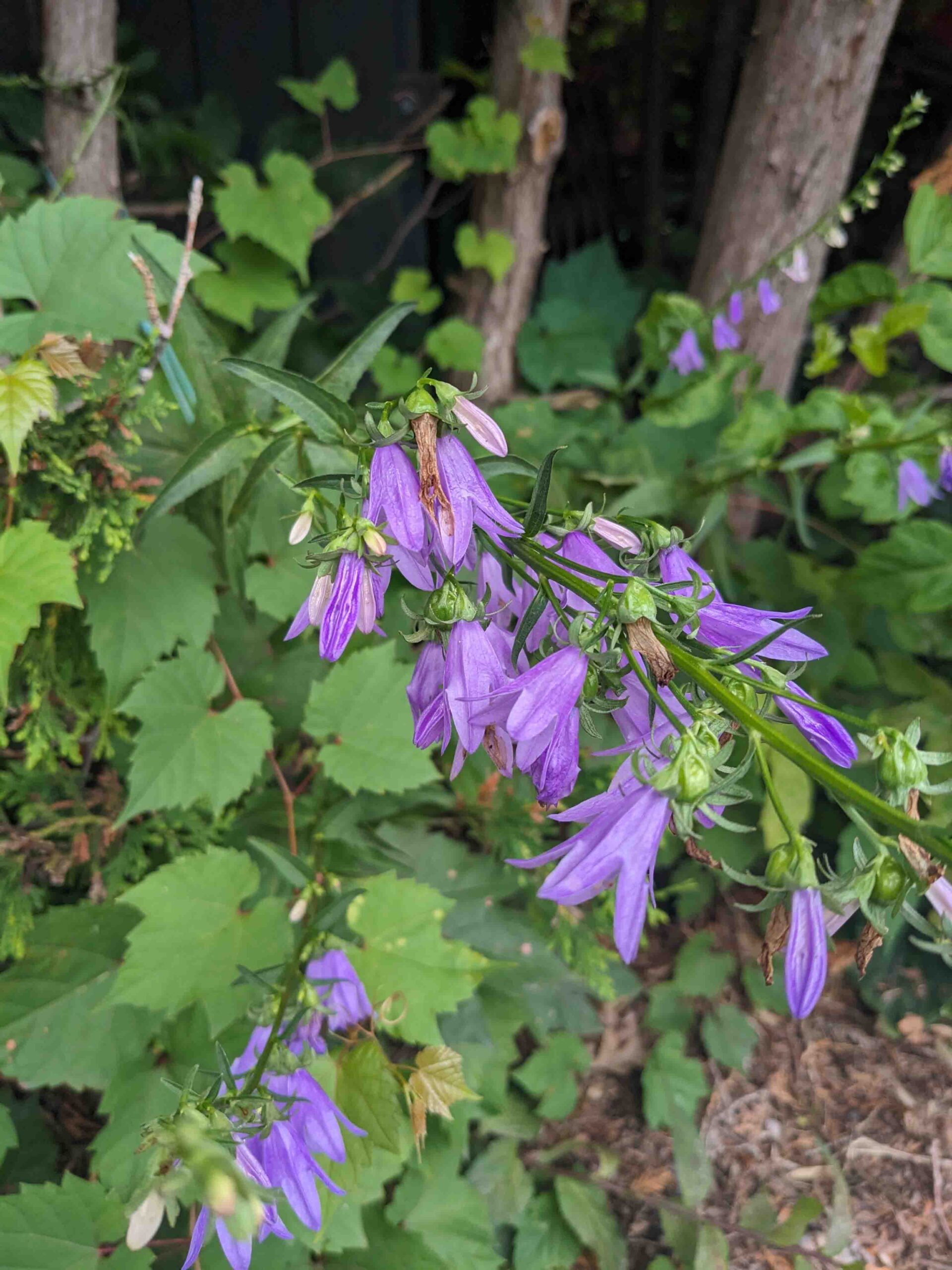 invasive plant species harm biodiversity