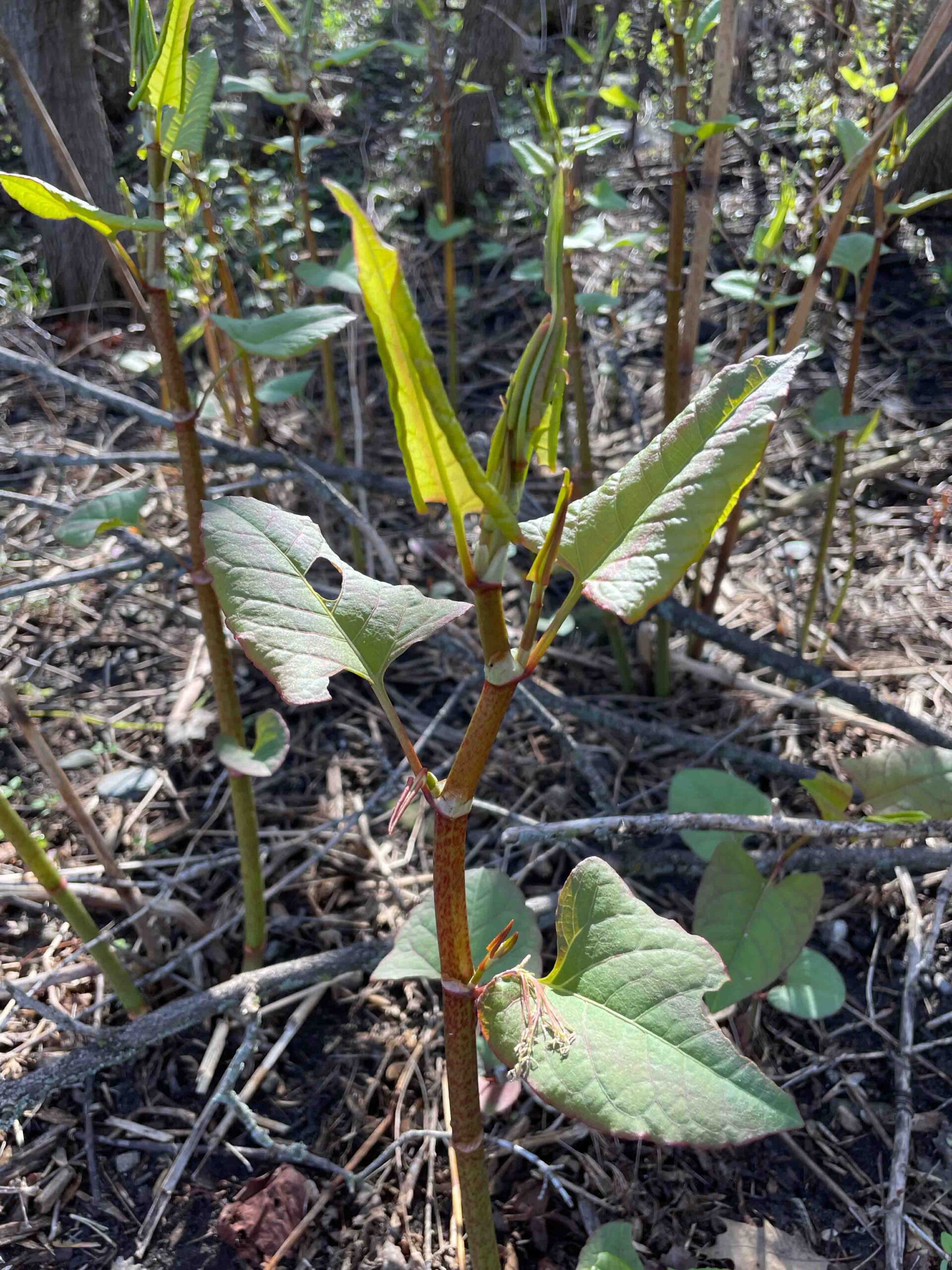 invasive plant species harm biodiversity