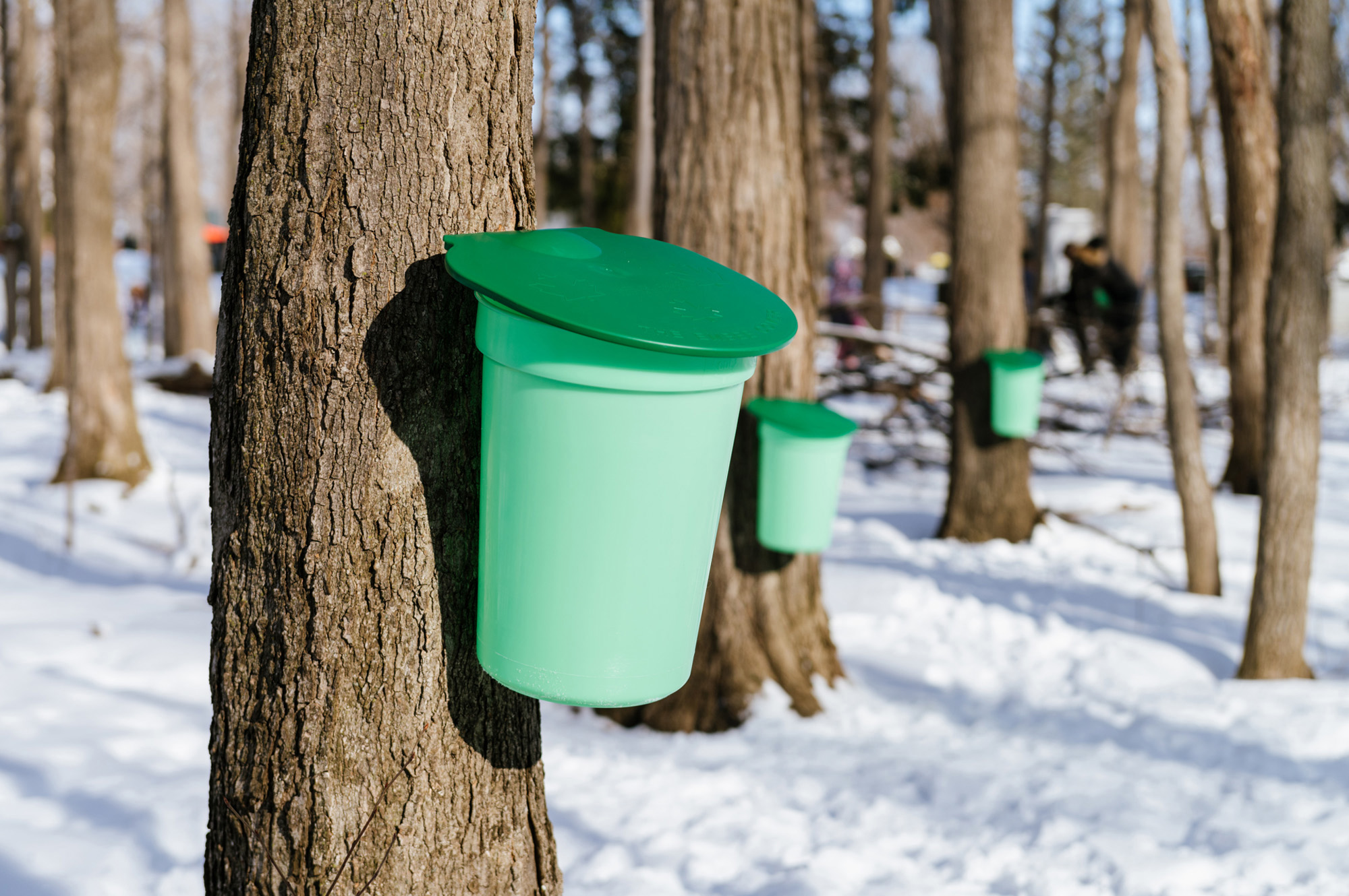 Maple tree tapping returns to Vanier Museopark